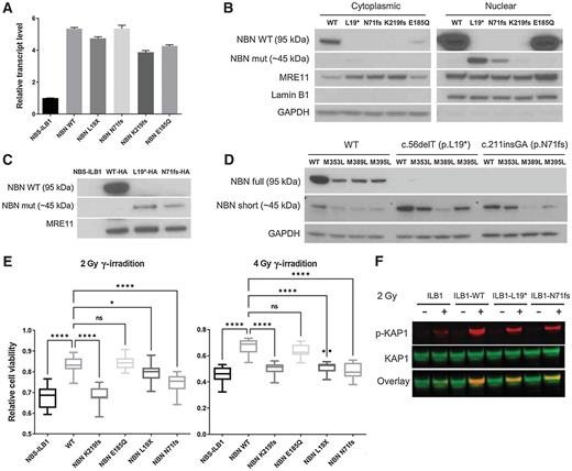 NBN Pathogenic Germline Variants are Associated with Pan-Cancer ...