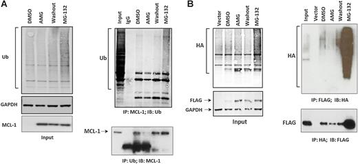 Mechanisms of MCL-1 Protein Stability Induced by MCL-1 Antagonists in B ...