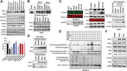Mechanisms of MCL-1 Protein Stability Induced by MCL-1 Antagonists in B ...