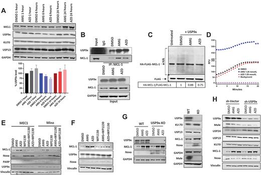 Mechanisms of MCL-1 Protein Stability Induced by MCL-1 Antagonists in B ...