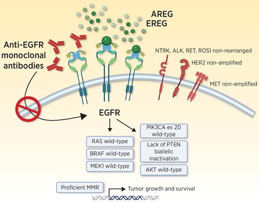 Towards Multiomics-Based Dissection of Anti-EGFR Sensitivity in Colorectal Cancer | Clinical ...
