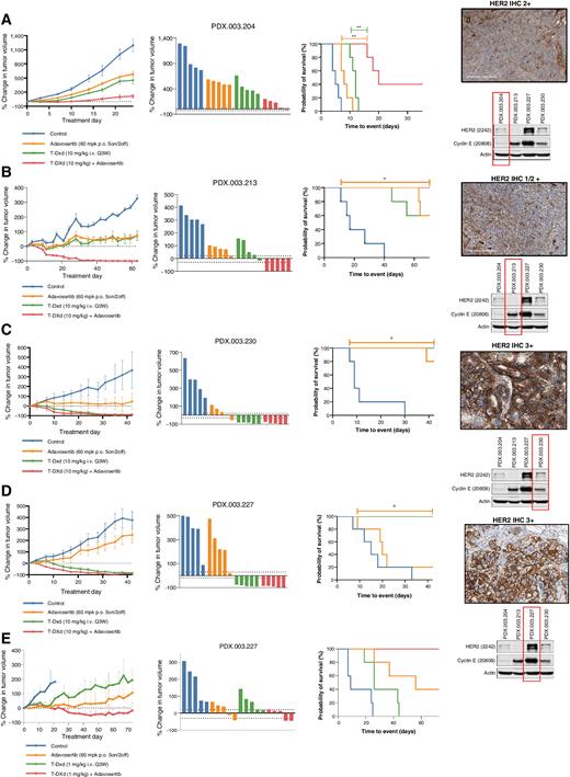 Adavosertib Enhances Antitumor Activity of Trastuzumab Deruxtecan in ...
