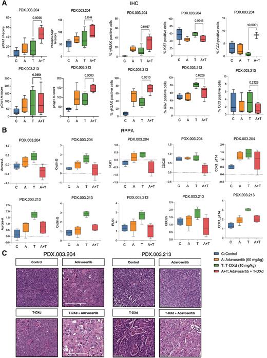 Adavosertib Enhances Antitumor Activity of Trastuzumab Deruxtecan in ...