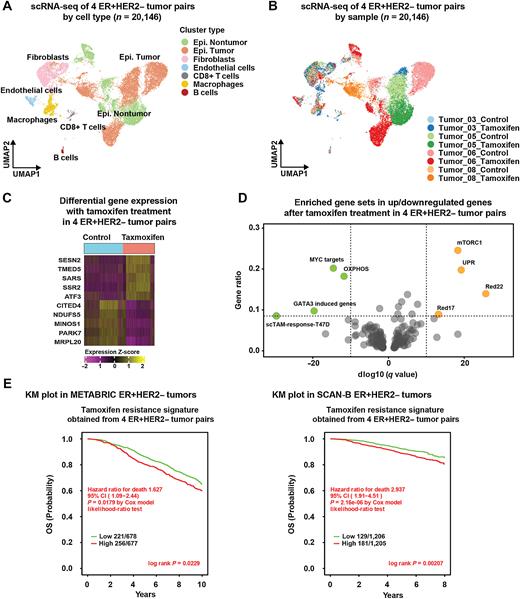 Tamoxifen Response at Single-Cell Resolution in Estrogen Receptor ...