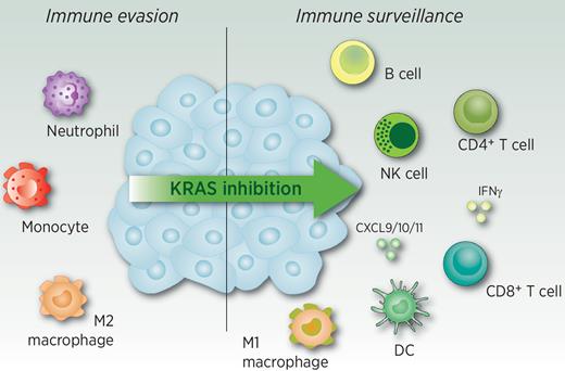 Facts and Hopes on RAS Inhibitors and Cancer Immunotherapy | Clinical ...
