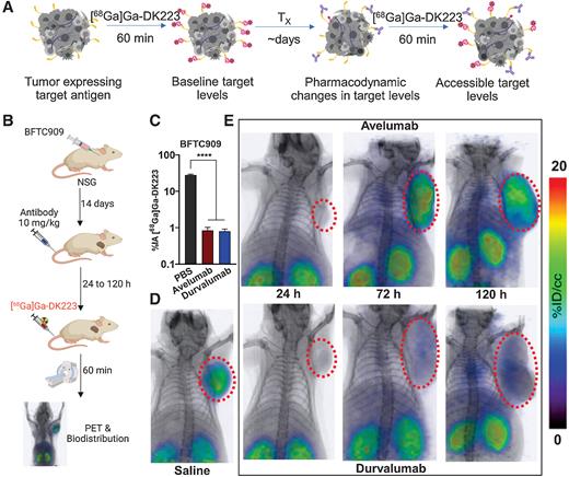 Gallium-68–labeled Peptide PET Quantifies Tumor Exposure of PD-L1 ...