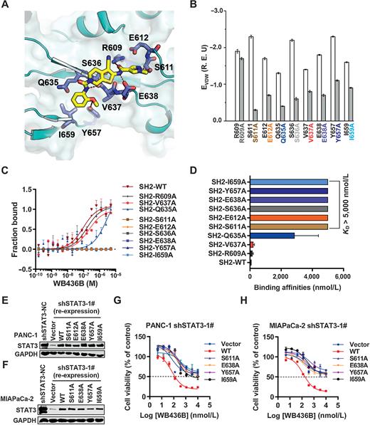 Selectively Targeting STAT3 Using a Small Molecule Inhibitor is a ...