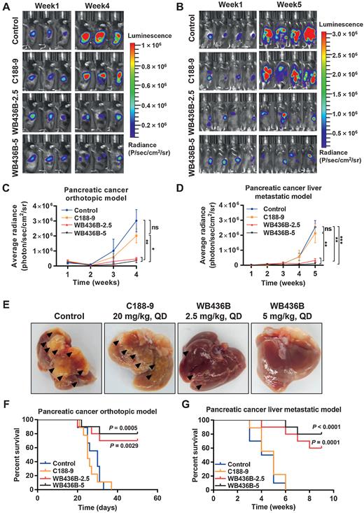 Selectively Targeting STAT3 Using a Small Molecule Inhibitor is a ...
