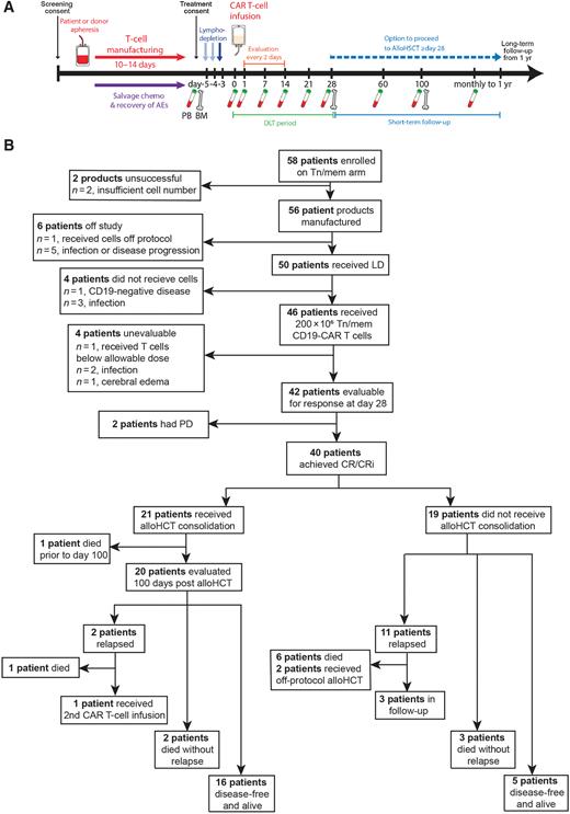 Favorable Activity and Safety Profile of Memory-Enriched CD19-Targeted ...