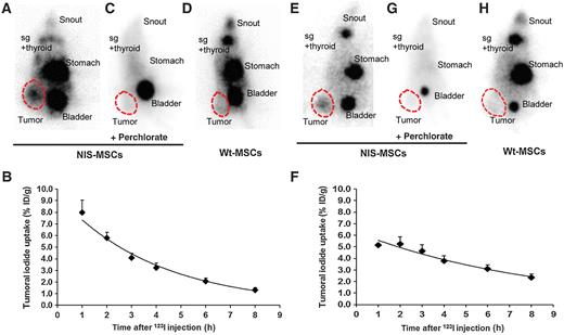 Mesenchymal Stem Cell–mediated Image-guided Sodium Iodide Symporter ...