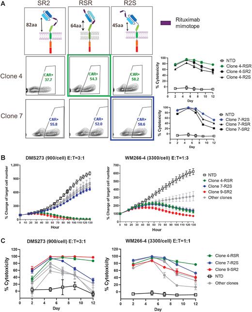 Allogeneic CAR T Cells Targeting DLL3 Are Efficacious and Safe in ...