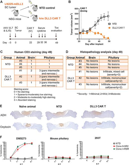 Allogeneic CAR T Cells Targeting DLL3 Are Efficacious and Safe in Preclinical Models of Small ...