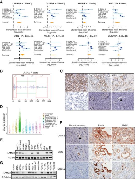 LAMC2 Regulates Key Transcriptional and Targetable Effectors to Support ...