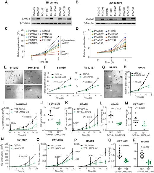 LAMC2 Regulates Key Transcriptional and Targetable Effectors to Support ...