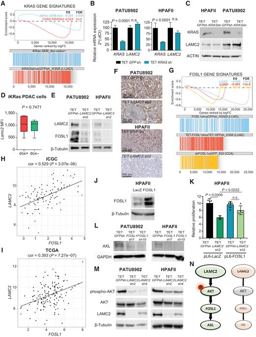 LAMC2 Regulates Key Transcriptional and Targetable Effectors to Support ...