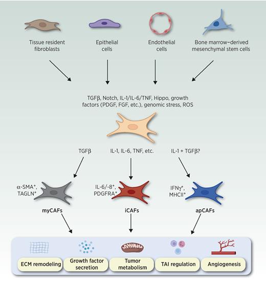 Cancer-Associated Fibroblasts in Inflammation and Antitumor Immunity ...