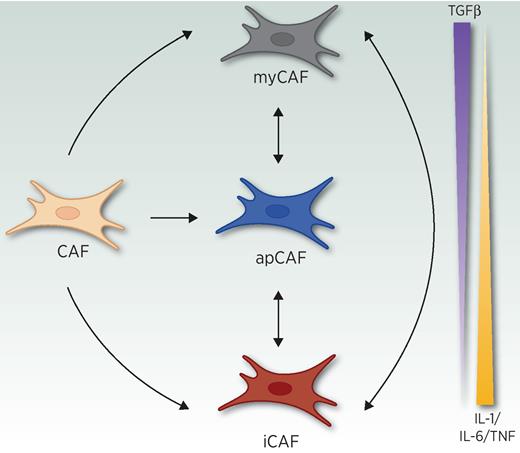 Cancer-Associated Fibroblasts in Inflammation and Antitumor Immunity | Clinical Cancer Research ...