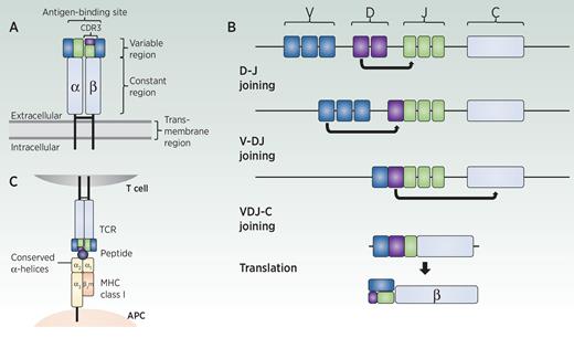 T-Cell Receptor Repertoire Sequencing in the Era of Cancer ...