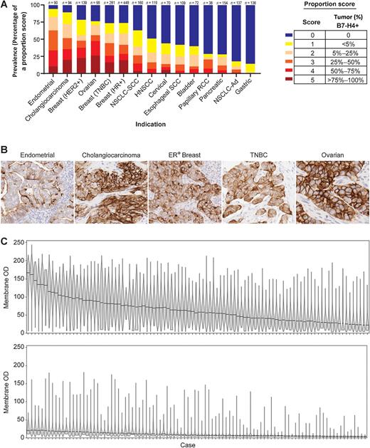 Design and Preclinical Evaluation of a Novel B7-H4–Directed Antibody ...