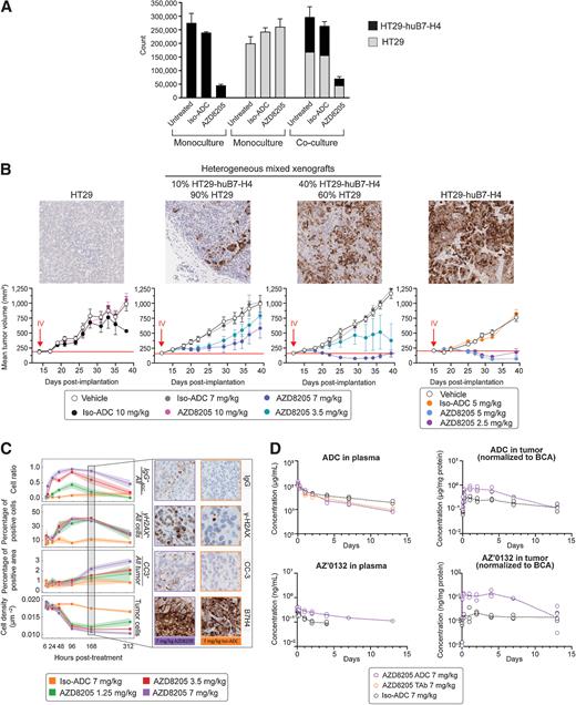Design and Preclinical Evaluation of a Novel B7-H4–Directed Antibody ...