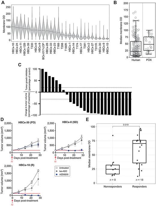Design and Preclinical Evaluation of a Novel B7-H4–Directed Antibody ...