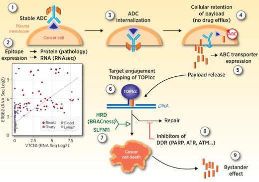 New Life of Topoisomerase I Inhibitors as Antibody–Drug Conjugate ...