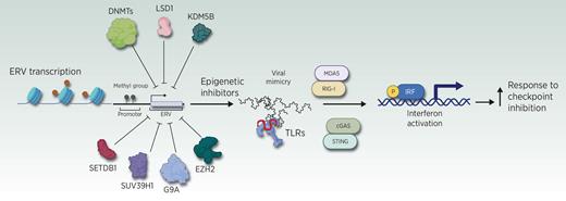 The Crossroads of Cancer Epigenetics and Immune Checkpoint Therapy ...