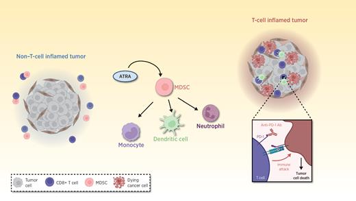 Myeloid Maturity: ATRA to Enhance Anti–PD-1? | Clinical Cancer Research ...