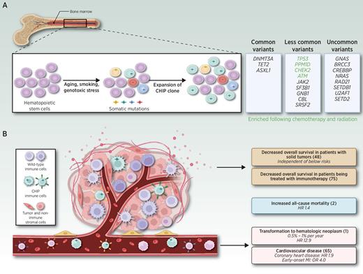CHIP Happens: Clonal Hematopoiesis of Indeterminate Potential and Its ...