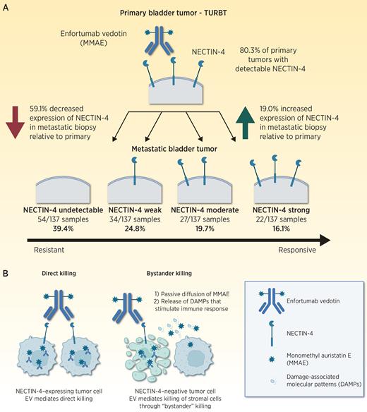Scratching the Surface: NECTIN-4 as a Surrogate for Enfortumab Vedotin ...