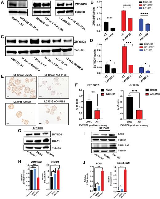 Zinc Finger MYND-Type Containing 8 (ZMYND8) Is Epigenetically Regulated ...