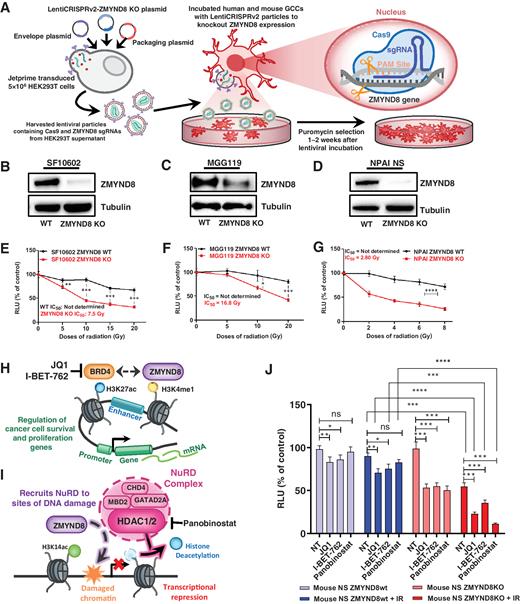 Zinc Finger MYND-Type Containing 8 (ZMYND8) Is Epigenetically Regulated ...