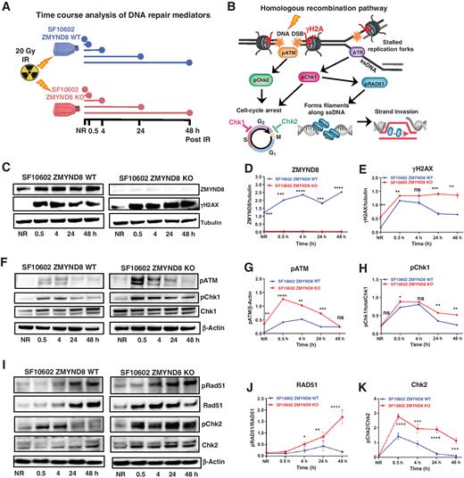 Zinc Finger MYND-Type Containing 8 (ZMYND8) Is Epigenetically Regulated ...