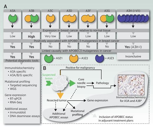 Clinical Implications of APOBEC3-Mediated Mutagenesis in Breast Cancer ...
