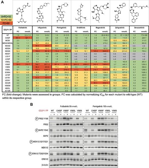 Landscape of Clinical Resistance Mechanisms to FGFR Inhibitors in FGFR2 ...