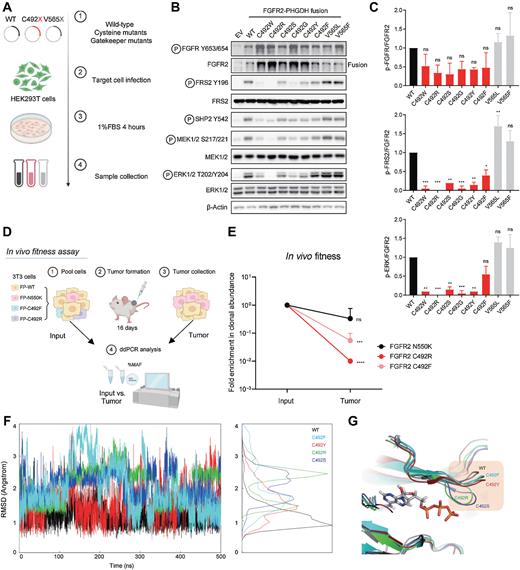 Landscape of Clinical Resistance Mechanisms to FGFR Inhibitors in FGFR2 ...