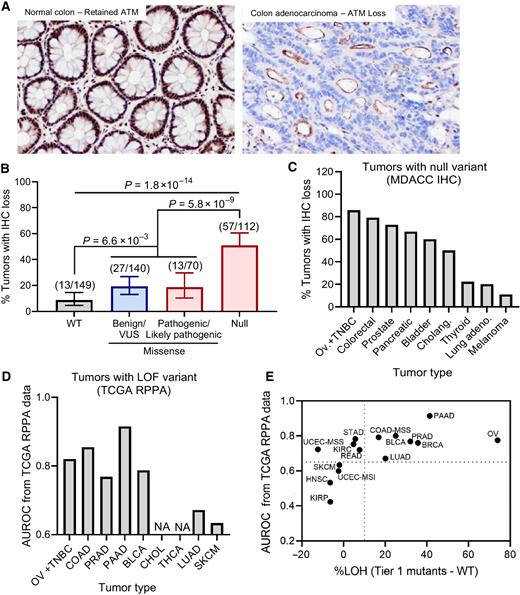 Ataxia-Telangiectasia Mutated Loss-of-Function Displays Variant and ...