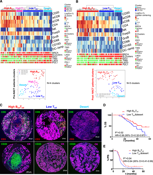 Spatial Profiling of Ovarian Carcinoma and Tumor Microenvironment Evolution under Neoadjuvant ...