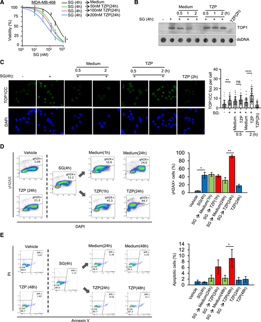 Antibody–Drug Conjugate Sacituzumab Govitecan Enables a Sequential TOP1 ...