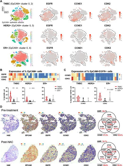 Anti-EGFR Antibody–Drug Conjugate Carrying an Inhibitor Targeting CDK ...
