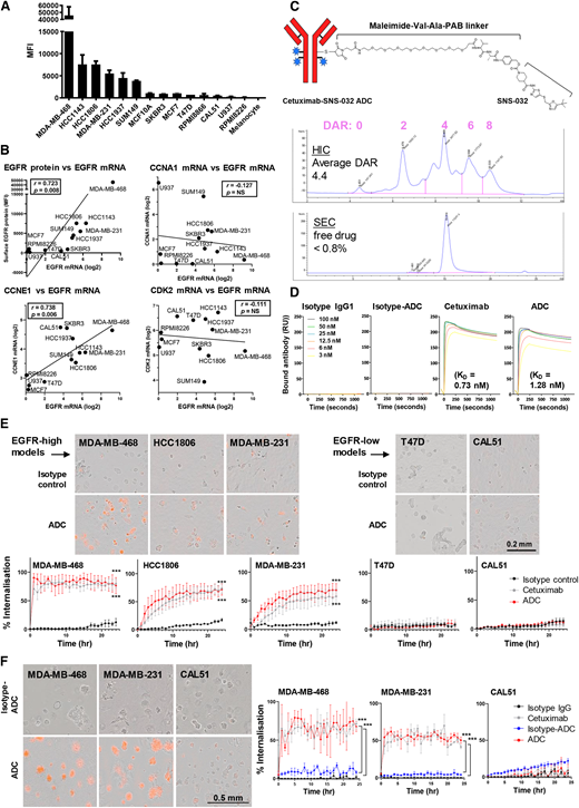 Anti-EGFR Antibody–Drug Conjugate Carrying an Inhibitor Targeting CDK ...
