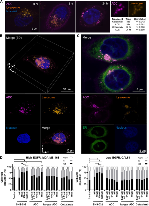 Anti-EGFR Antibody–Drug Conjugate Carrying an Inhibitor Targeting CDK ...