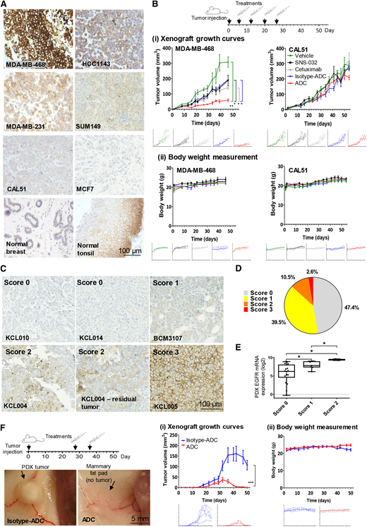Anti-EGFR Antibody–Drug Conjugate Carrying an Inhibitor Targeting CDK ...
