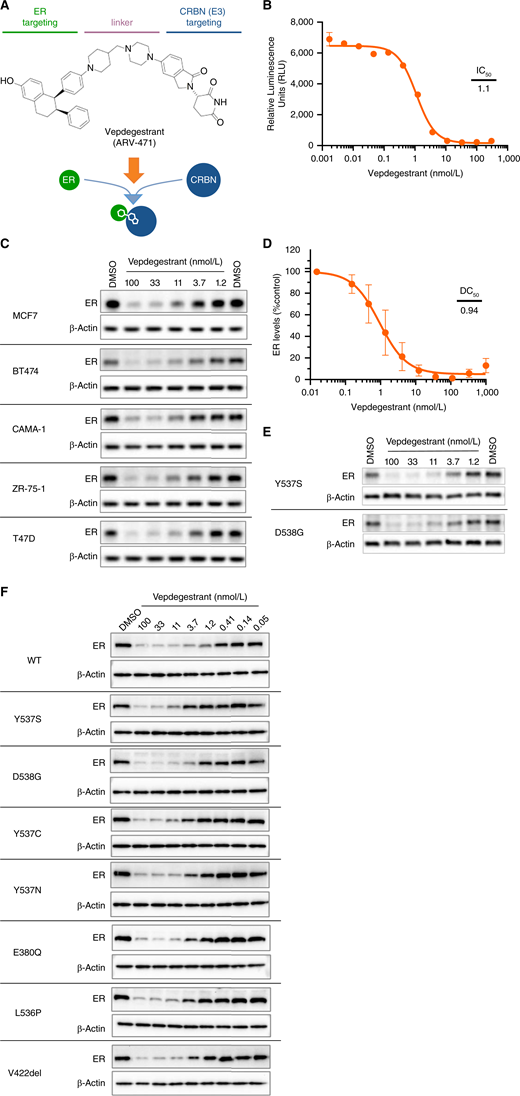 Oral Estrogen Receptor PROTAC Vepdegestrant (ARV-471) Is Highly ...