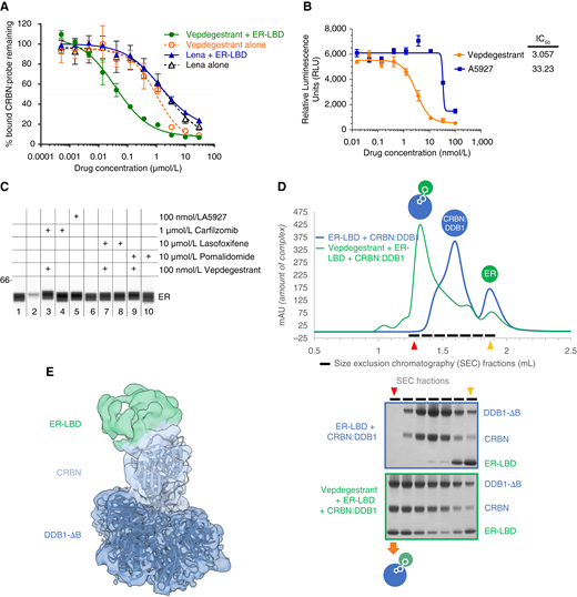 Oral Estrogen Receptor PROTAC Vepdegestrant (ARV-471) Is Highly ...