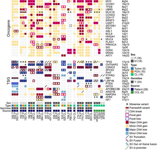 Osteosarcoma PDX-Derived Cell Line Models for Preclinical Drug ...