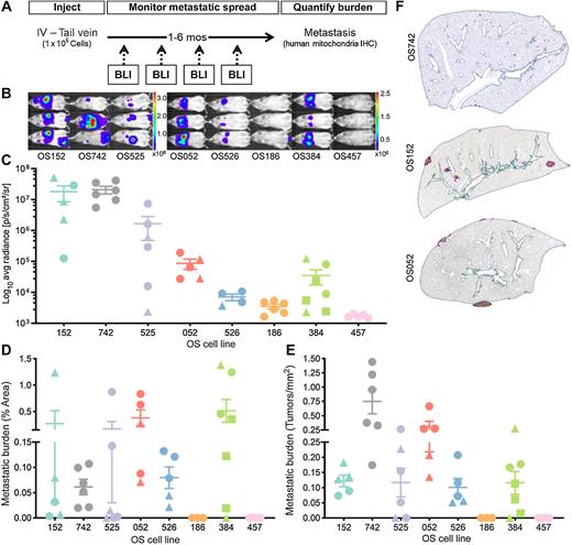Osteosarcoma PDX-Derived Cell Line Models for Preclinical Drug ...