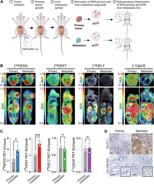 Noninvasive Stratification of Colon Cancer by Multiplex PET Imaging ...