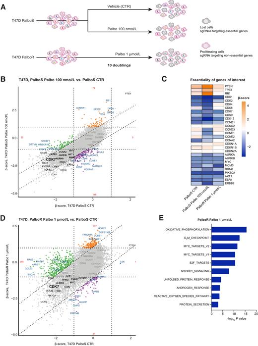 Selective CDK7 Inhibition Suppresses Cell Cycle Progression and MYC ...