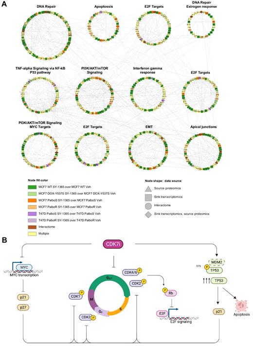 Selective CDK7 Inhibition Suppresses Cell Cycle Progression and MYC ...